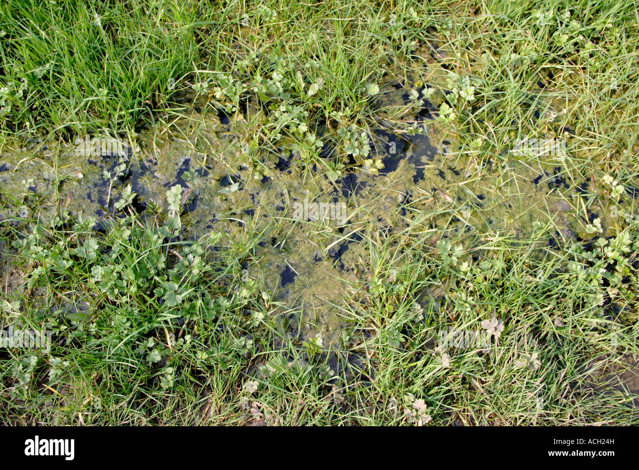 Habitats de prairies Banque de photographies et d’images à haute ...