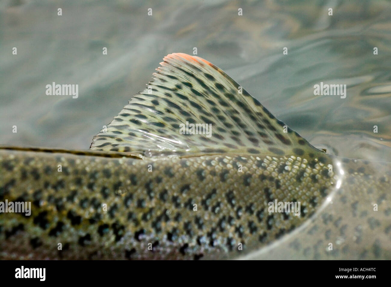 Nageoire dorsale de la truite Photo Stock - Alamy