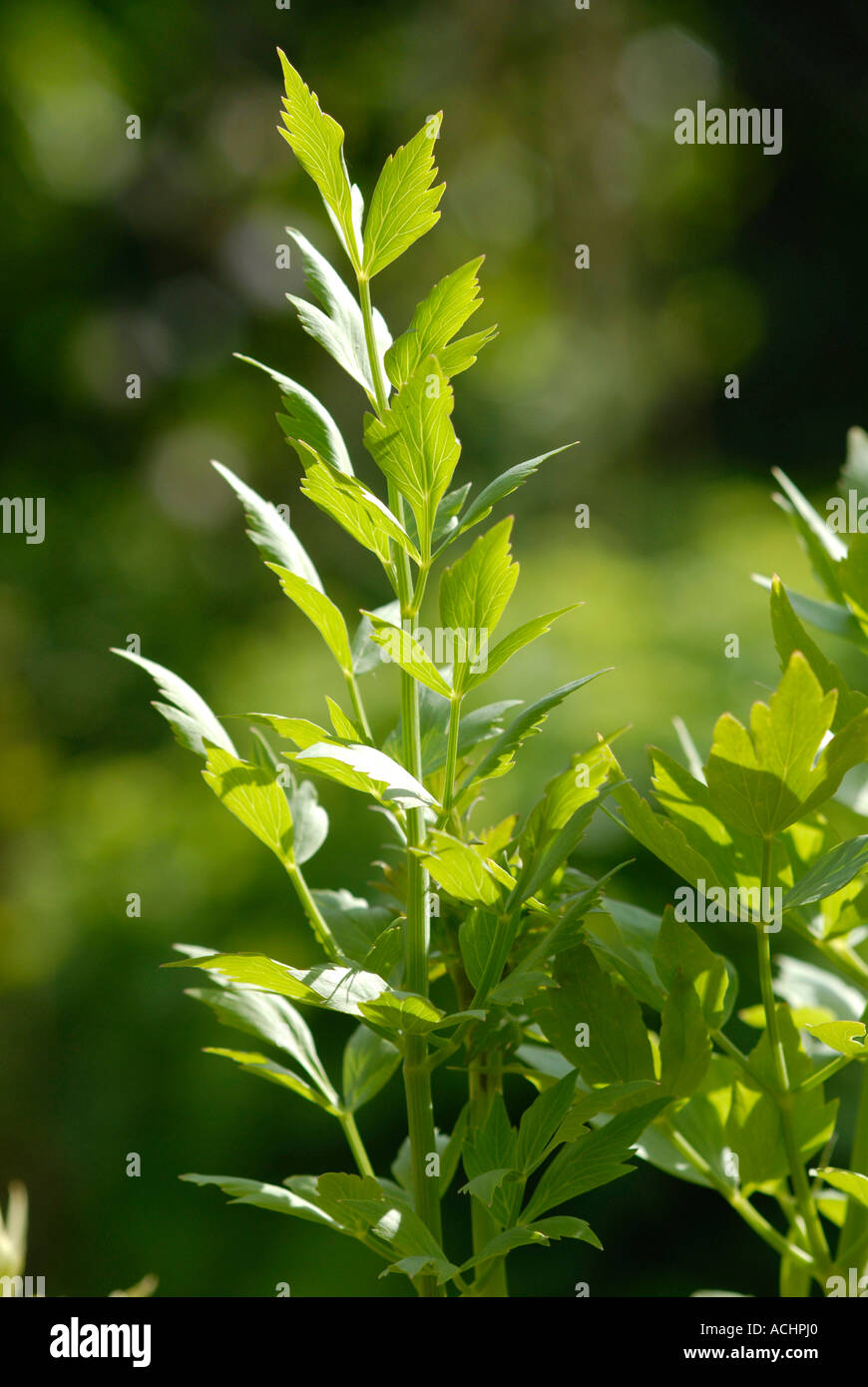 Lovage levisticum officinale Banque de photographies et d’images à haute résolution - Alamy
