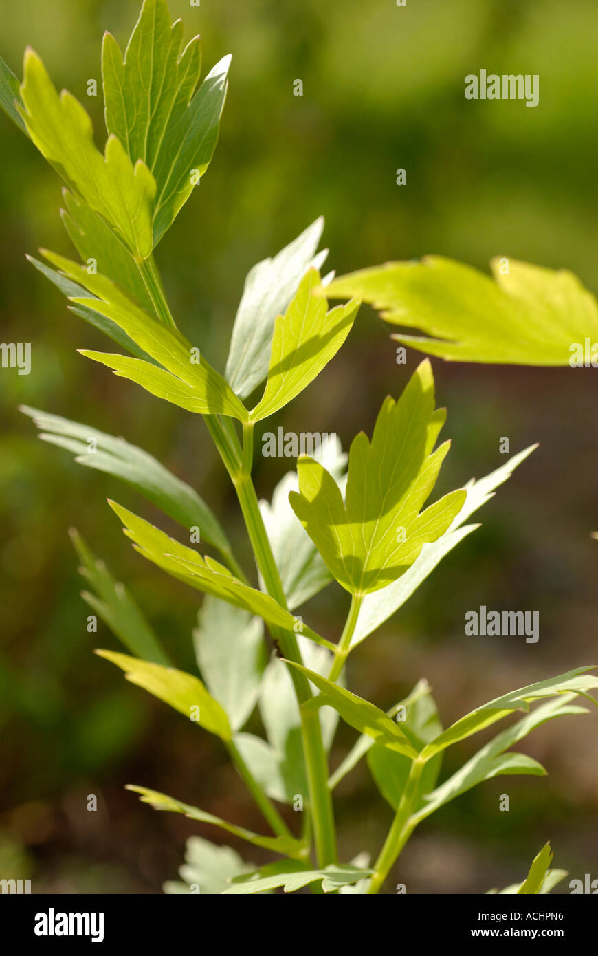 Lovage levisticum officinale Banque de photographies et d’images à haute résolution - Alamy