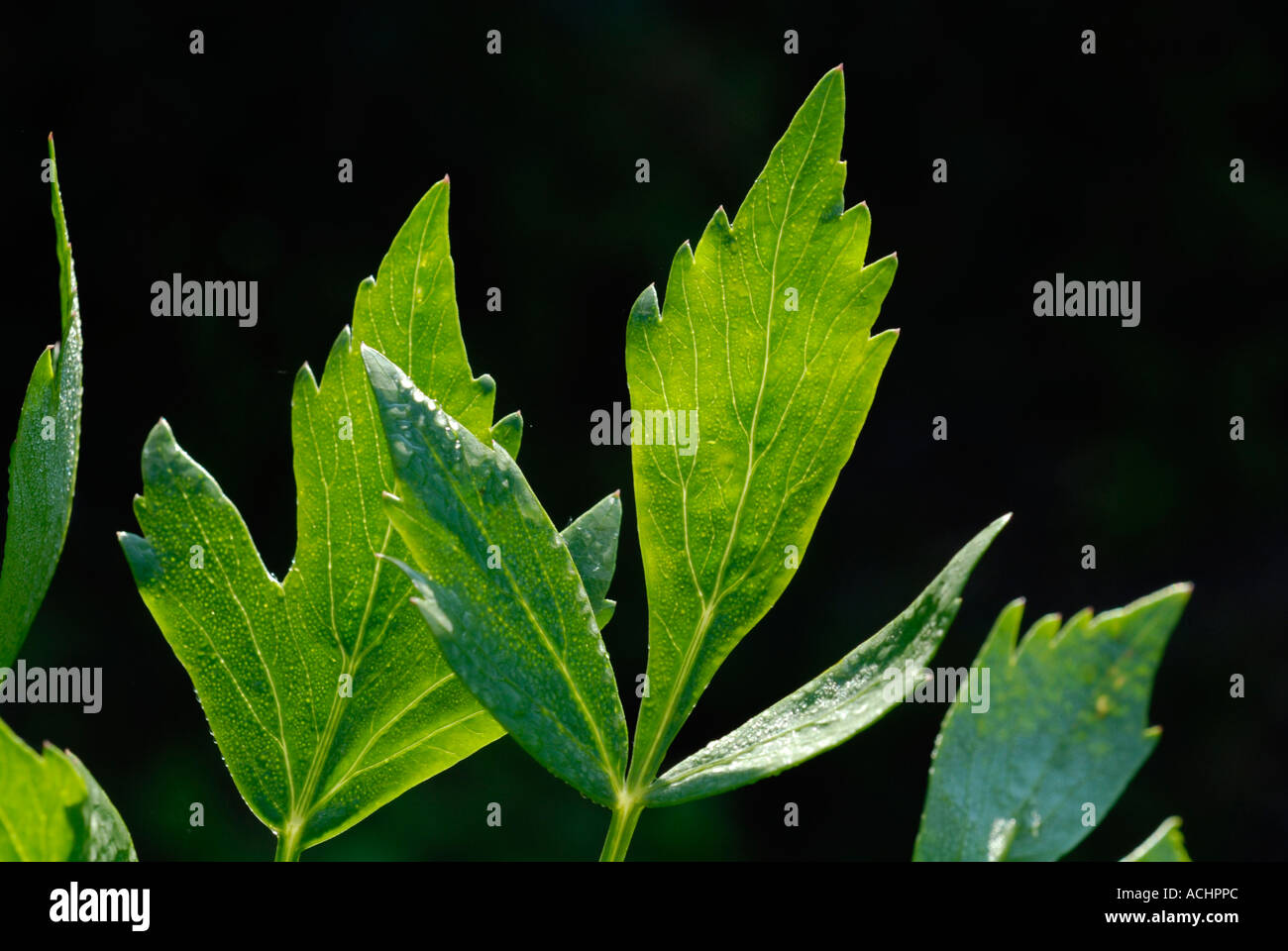 Lovage levisticum officinale Banque de photographies et d’images à haute résolution - Alamy