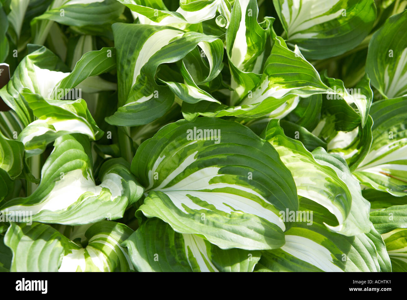 Hosta undulata var univittata Banque de photographies et d’images à ...