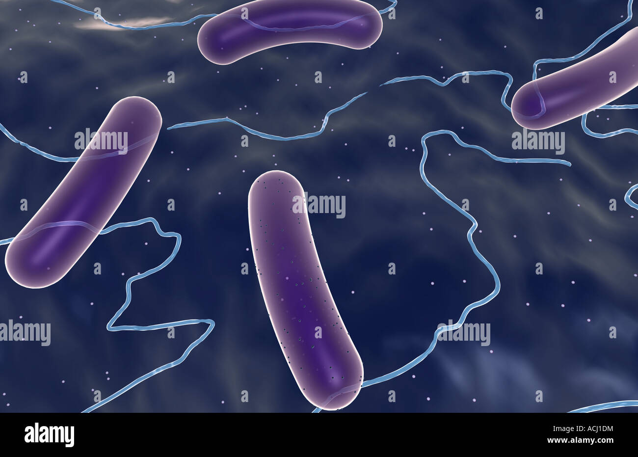 Tetanus bacillus Banque de photographies et d’images à haute résolution ...