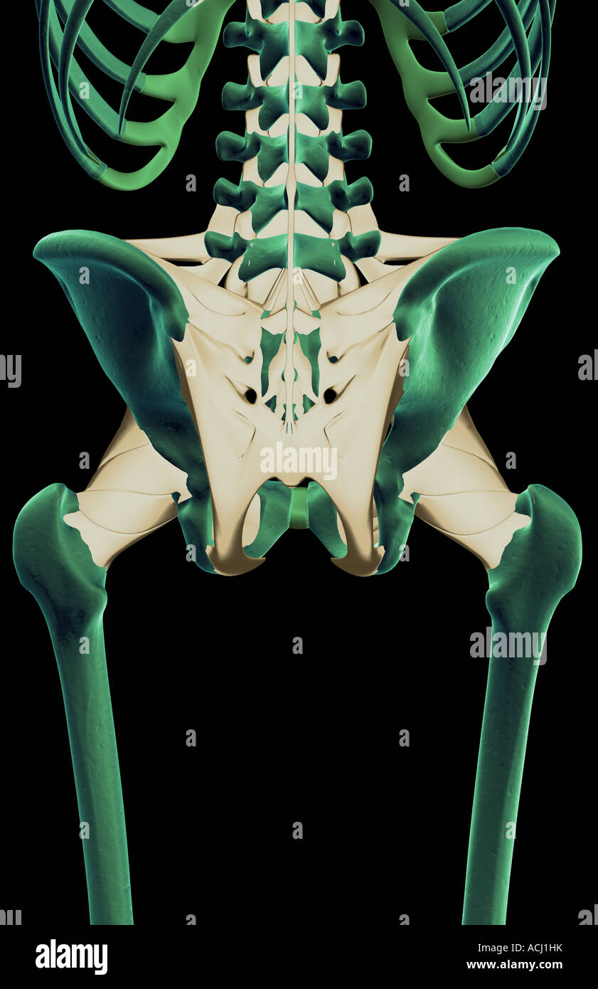 Ligaments du bassin humain Banque de photographies et d’images à haute ...