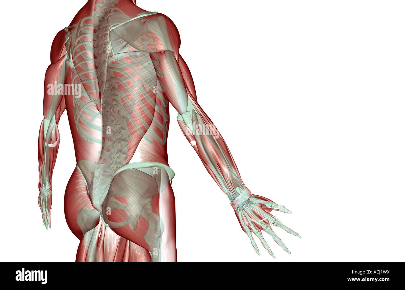 Musculos del tronco Banque d'images détourées - Alamy