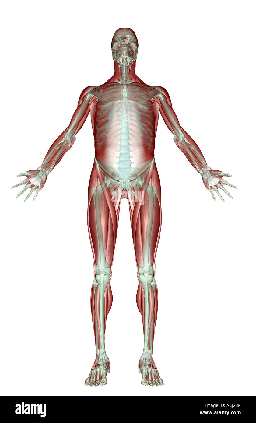 Le système musculo-squelettique Photo Stock - Alamy
