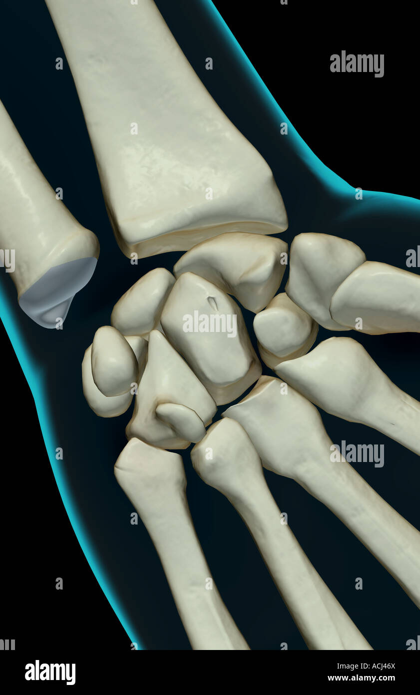 Anatomie Du Carpe Du Poignet Banque d'image et photos - Alamy