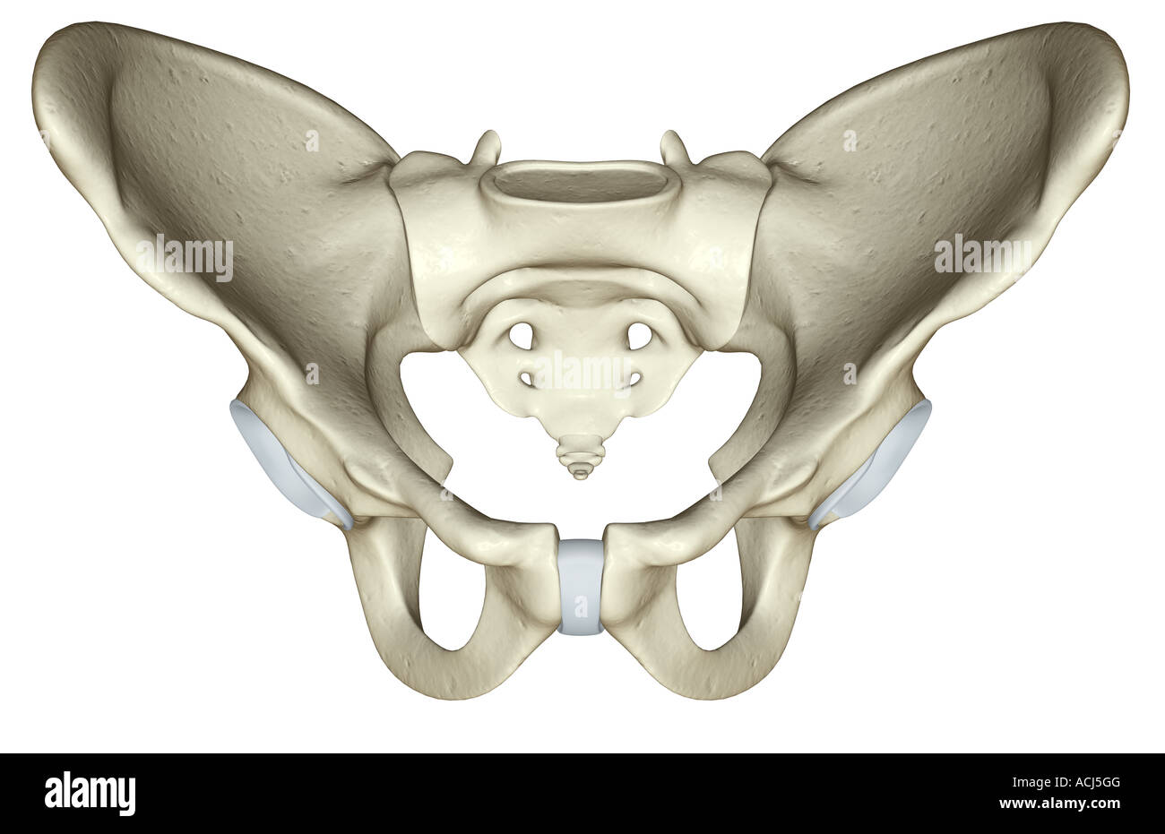 Pelvic inlet Banque de photographies et d’images à haute résolution - Alamy