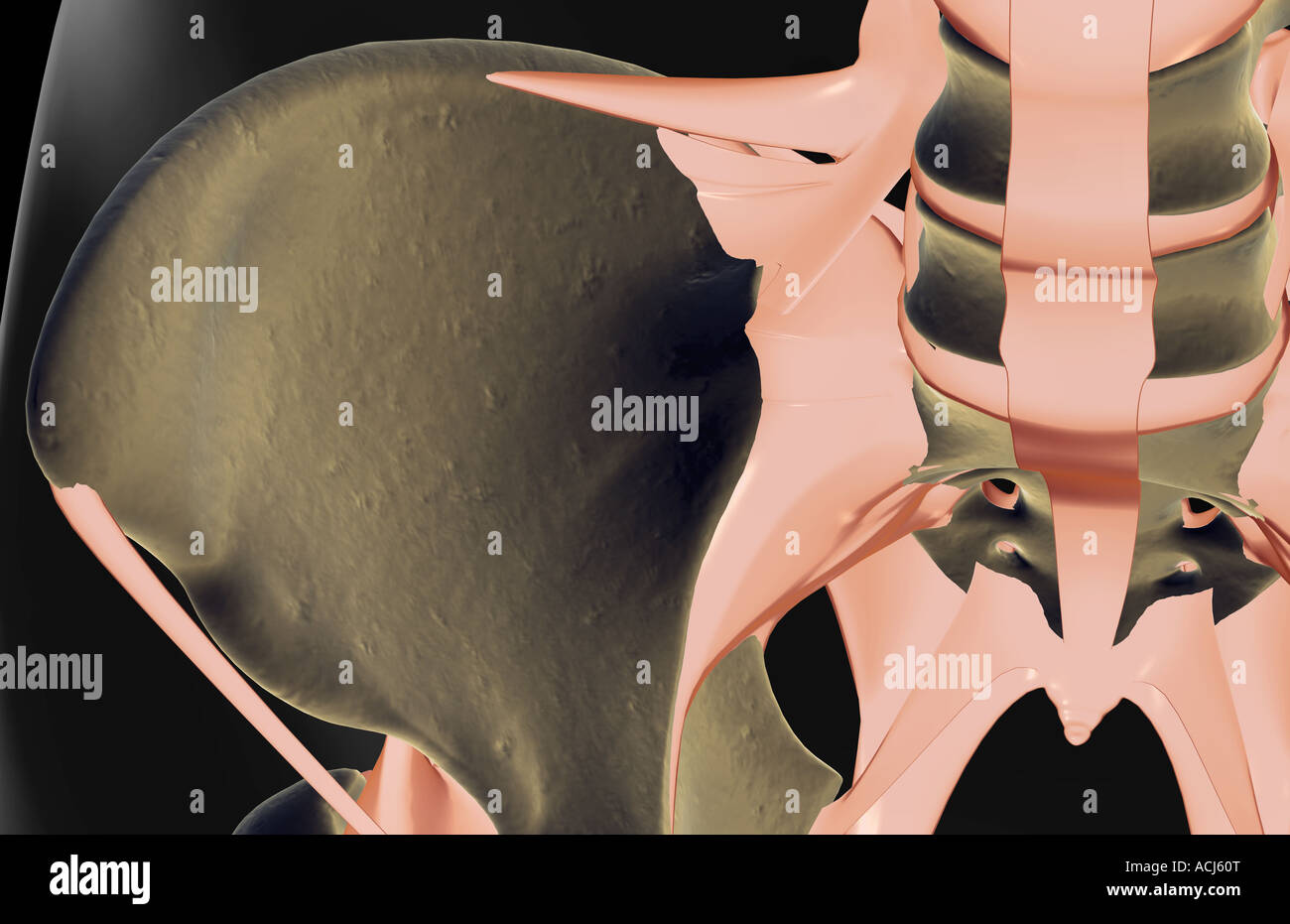 Ligaments de la hanche Banque de photographies et d’images à haute ...