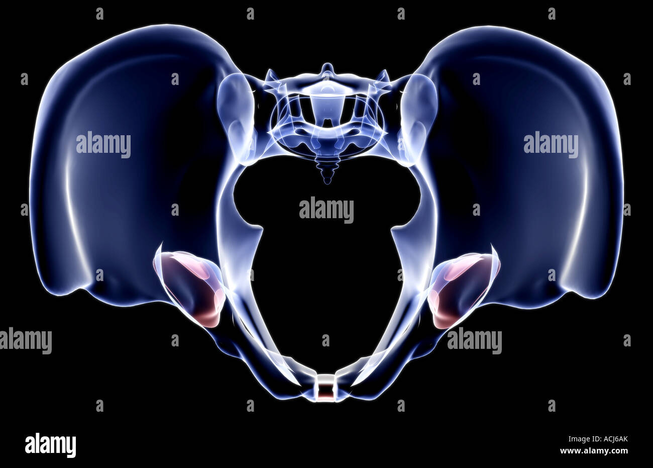 Pelvic inlet Banque de photographies et d’images à haute résolution - Alamy