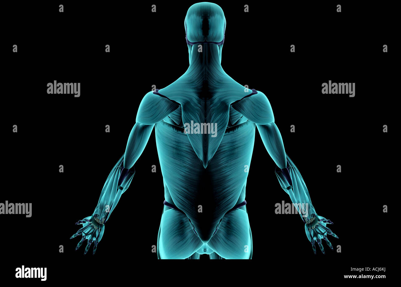 Latissimus dorsi anatomy muscles Banque de photographies et d’images à ...