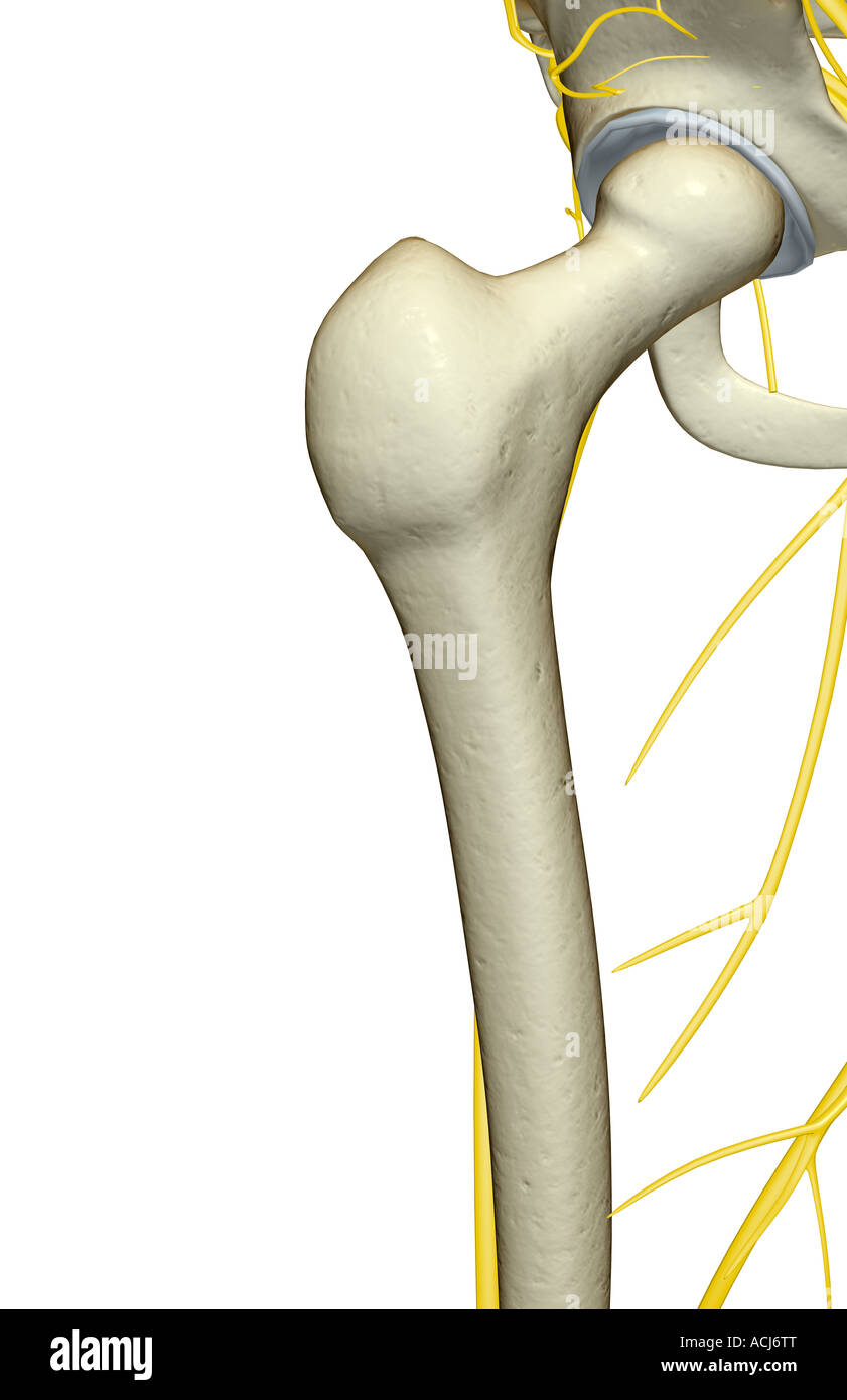 Nerfs de la hanche Banque de photographies et d’images à haute ...