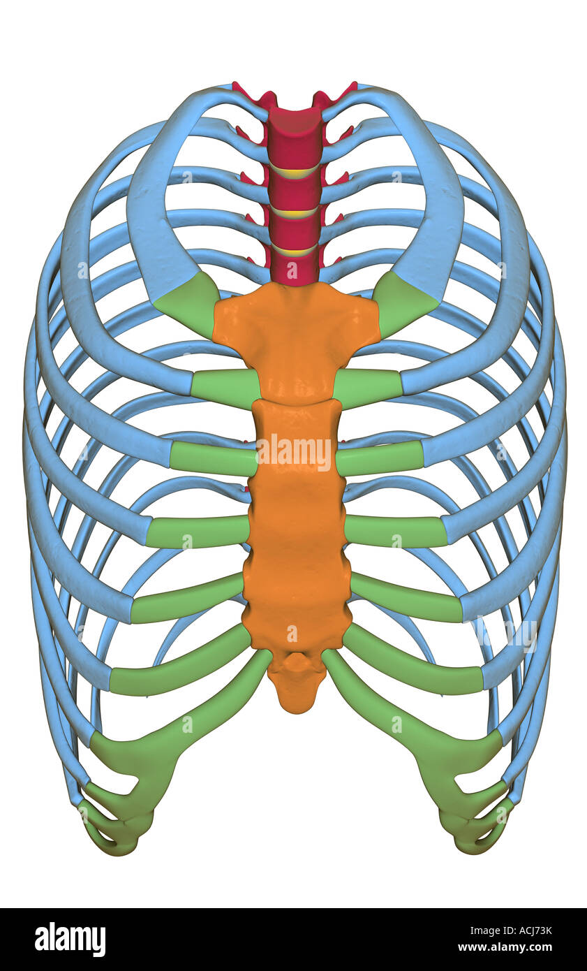 Processus xiphoïde Banque de photographies et d’images à haute ...