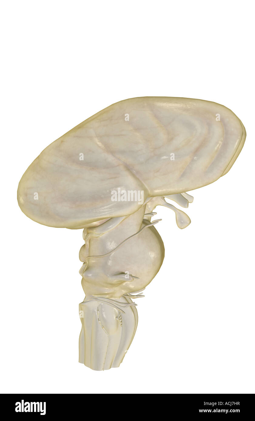 Le tronc cérébral Banque de photographies et d’images à haute ...