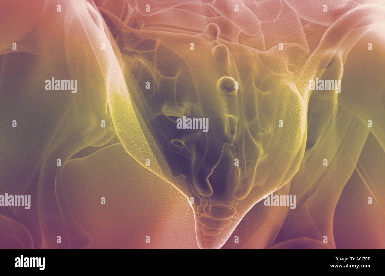 Muscles du bassin humain Banque d'image et photos - Page 2 - Alamy