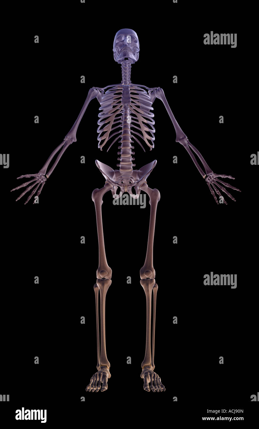 Système squelettique Banque de photographies et d’images à haute ...
