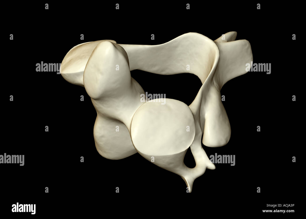 Axis os humain que axis Banque de photographies et d’images à haute ...