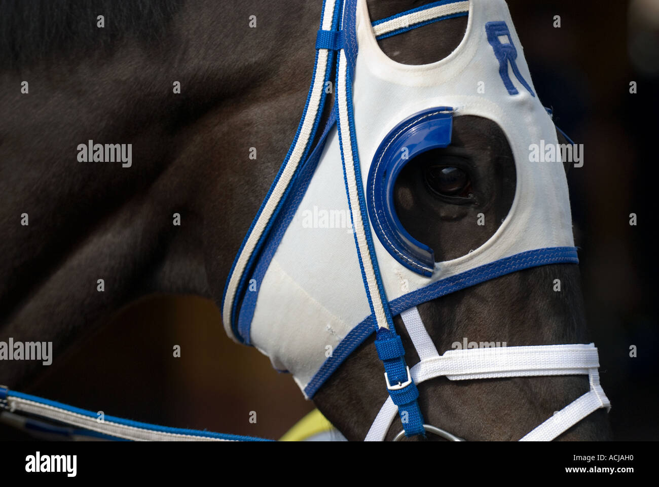 Horse blinders Banque de photographies et d’images à haute résolution ...