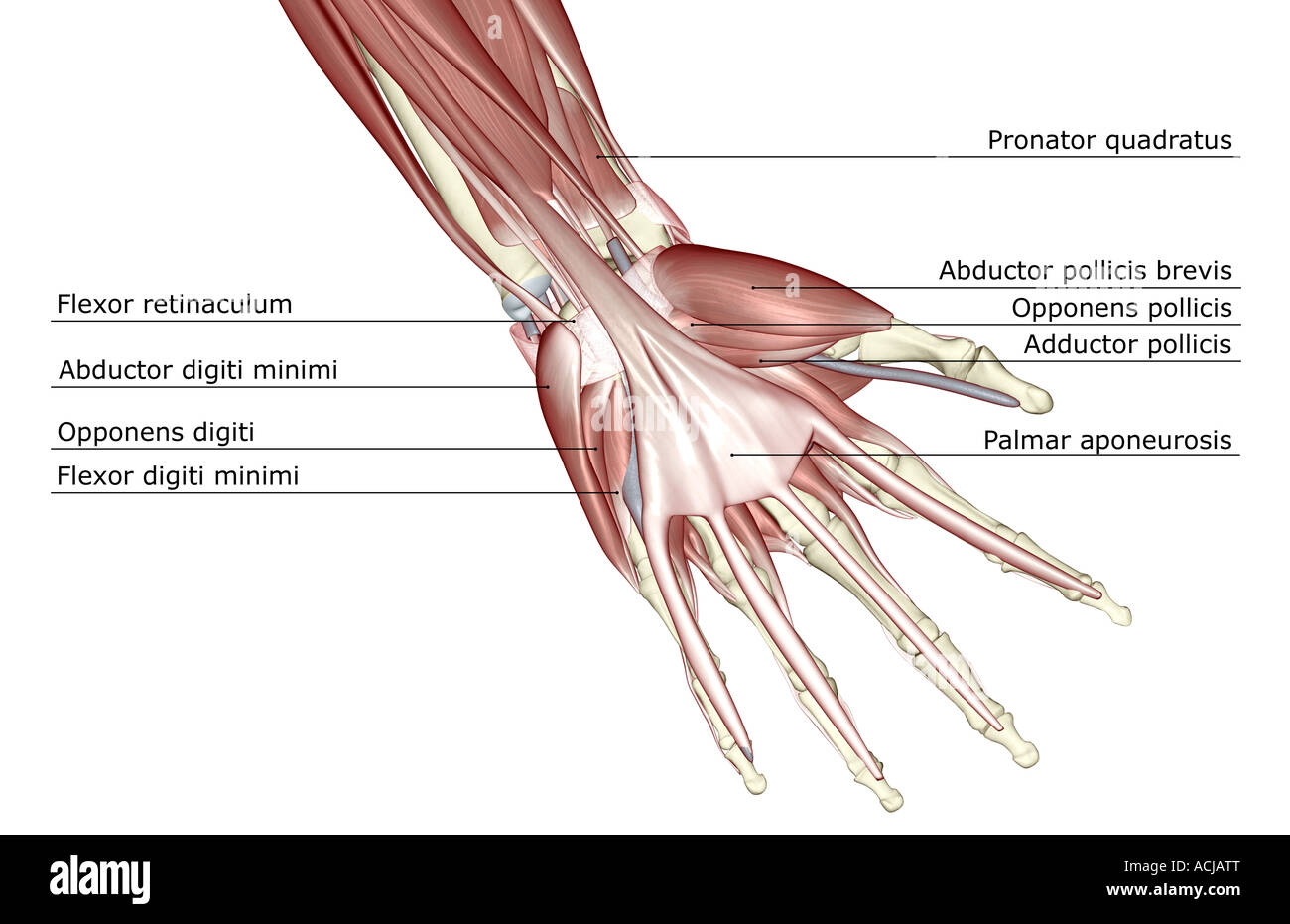 Muscles de la main humaine Banque d'images détourées - Alamy