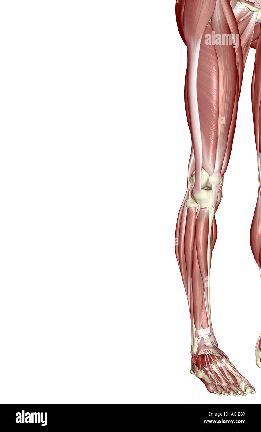 Les muscles du membre inférieur Photo Stock - Alamy