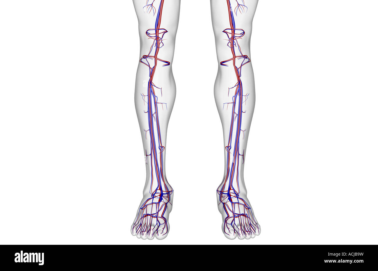 Vaisseaux sanguins de la jambe Banque d'images détourées - Alamy
