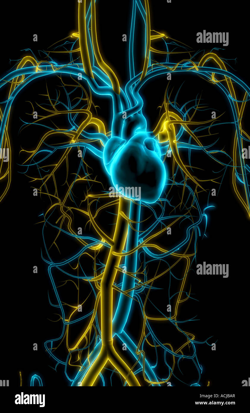 Vaisseaux sanguins du haut du corps Banque de photographies et d’images ...