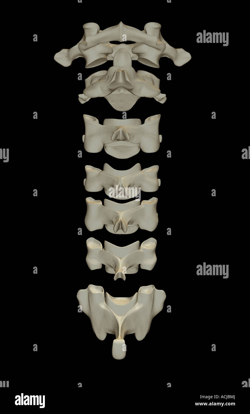 Vertèbres cervicales Banque de photographies et d’images à haute ...