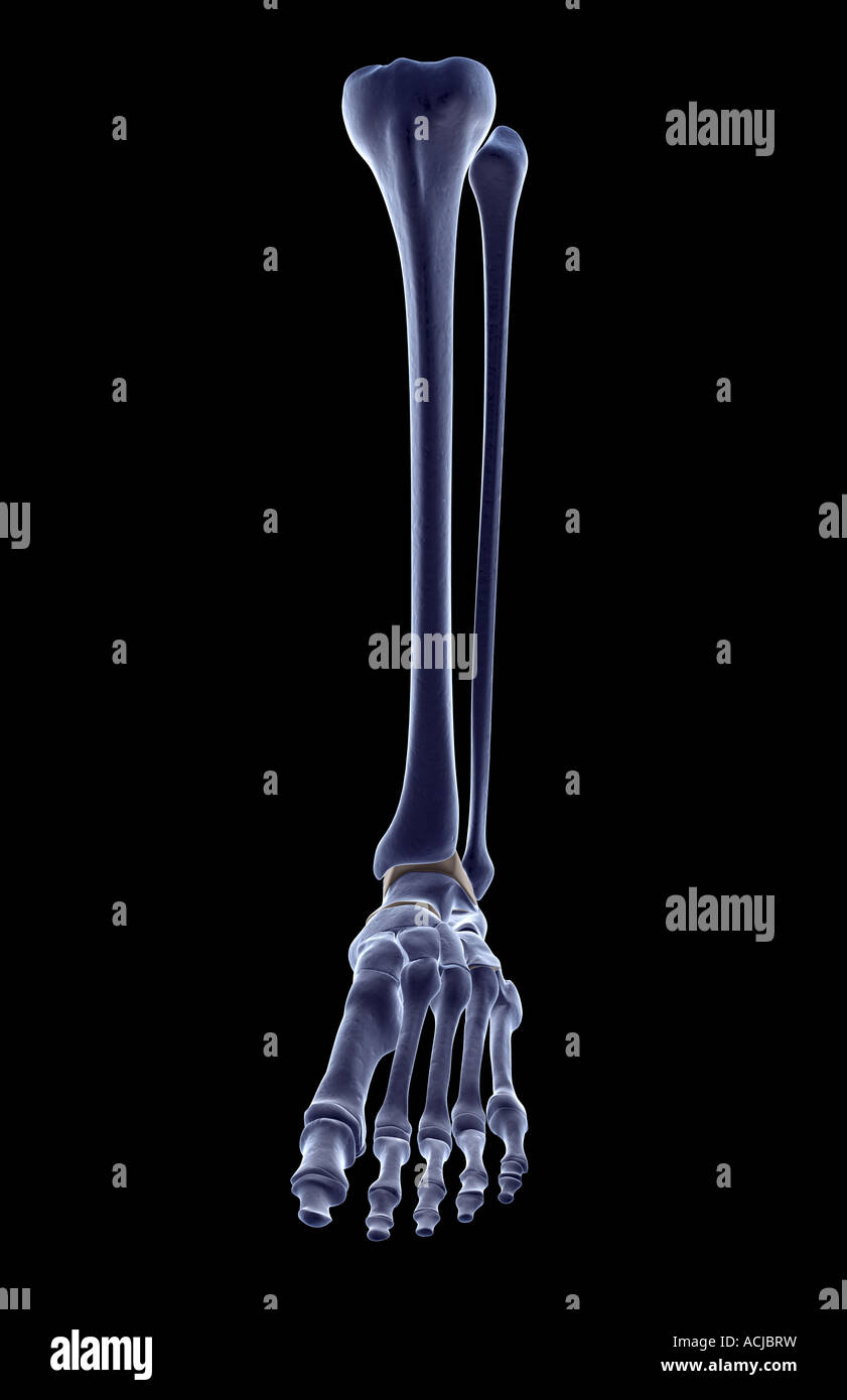 Foot skeleton tibia fibula bones Banque de photographies et d’images à ...