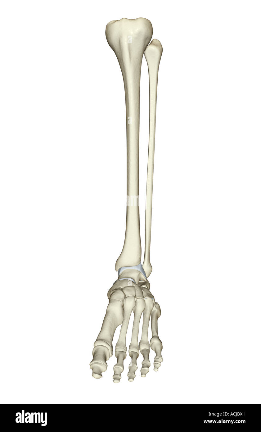 Foot skeleton tibia fibula bones Banque de photographies et d’images à ...