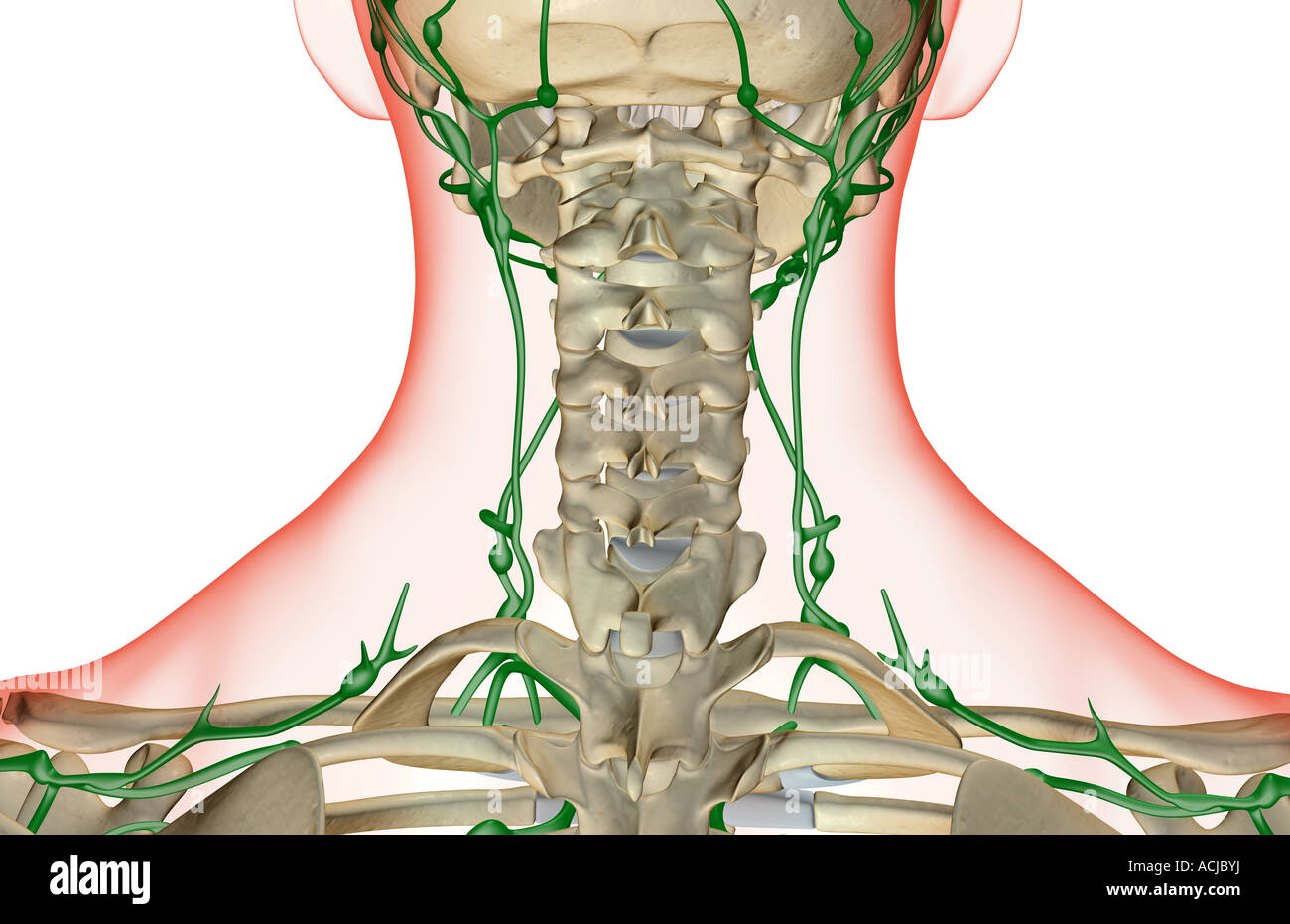 Ganglions lymphatiques du dos et du cou Banque de photographies et d ...
