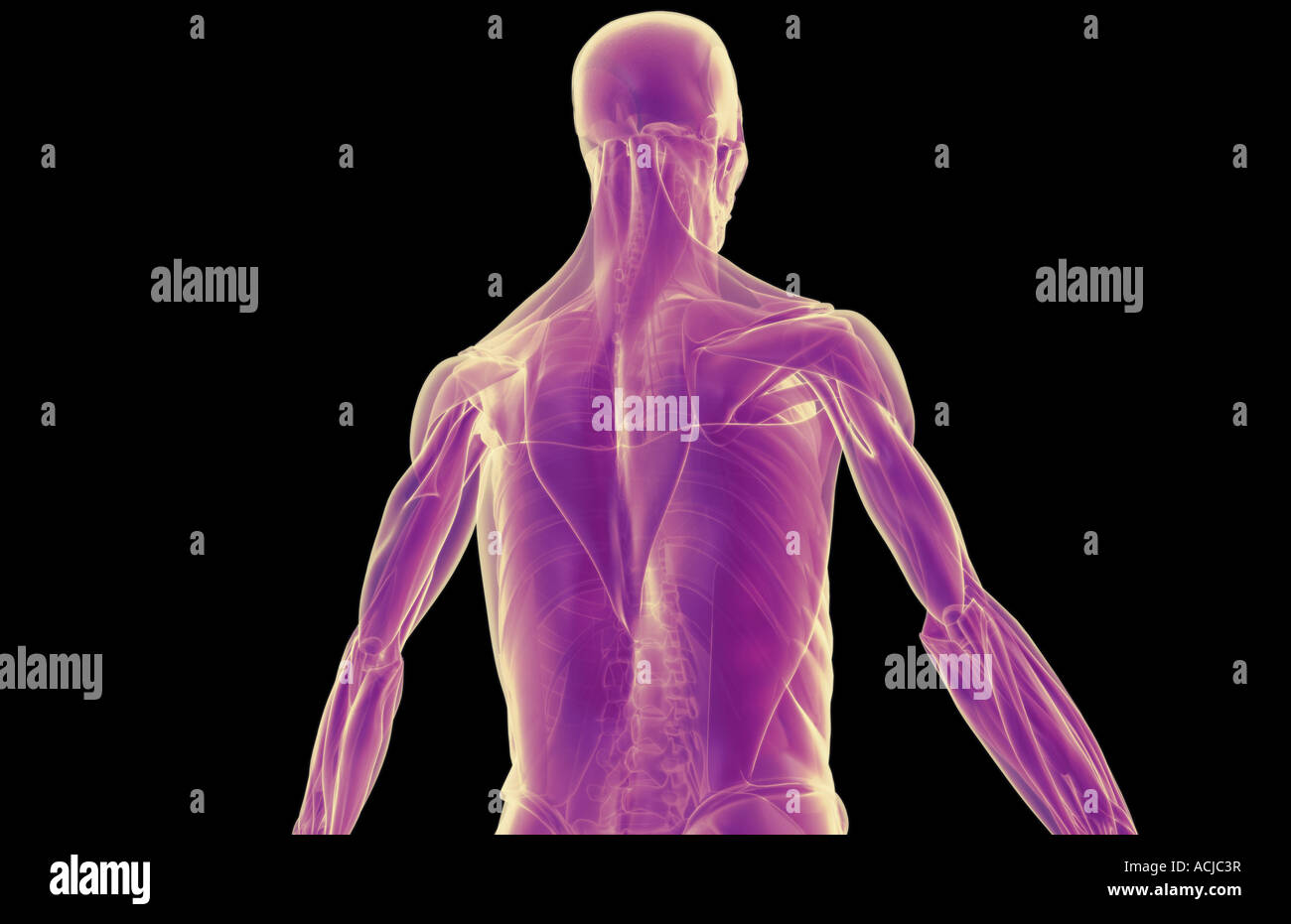 Haut du corps avec squelette et muscles Banque de photographies et d ...