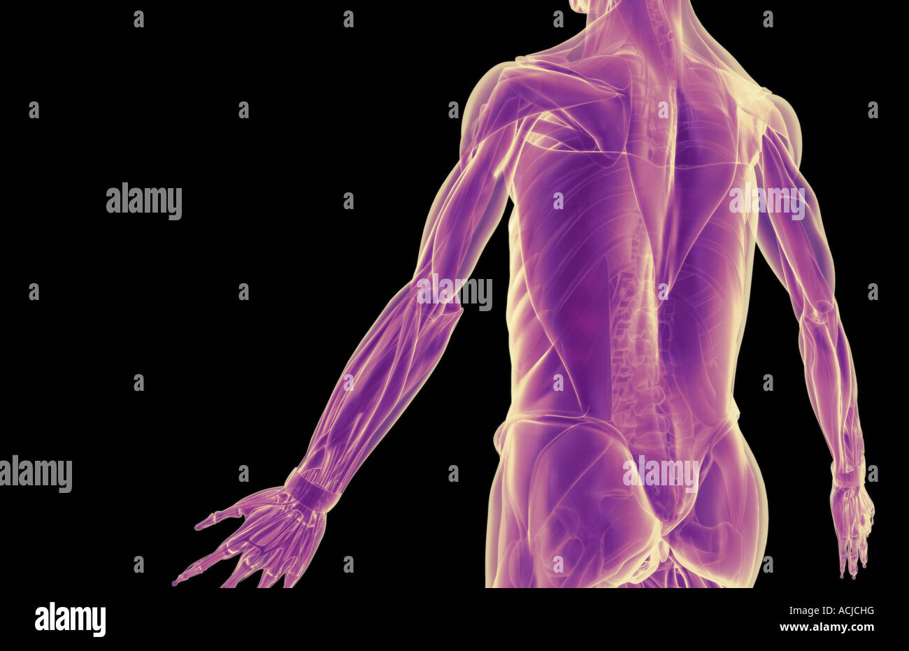 Les muscles du tronc Photo Stock - Alamy