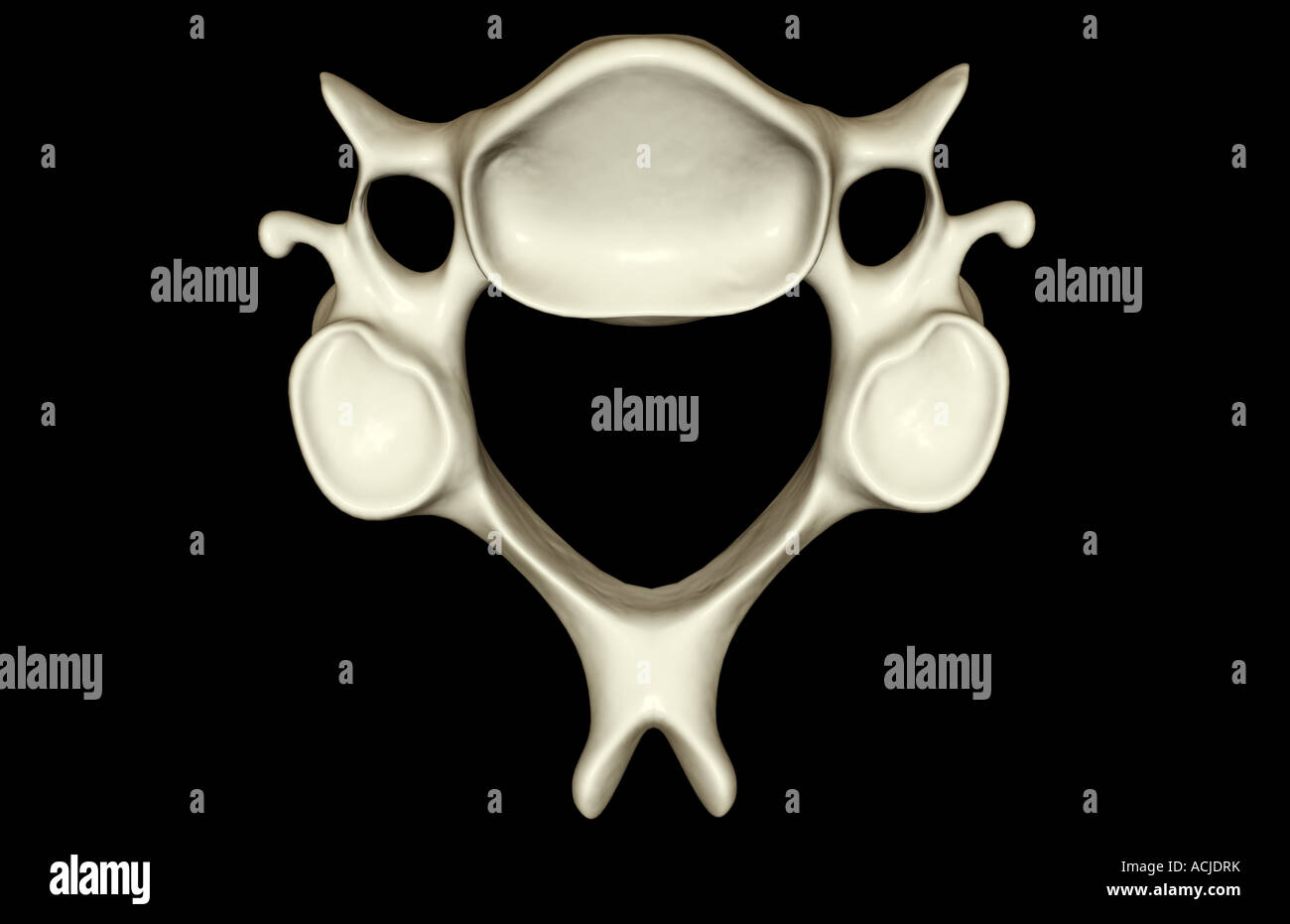 Vertèbre cervicale Banque de photographies et d’images à haute ...