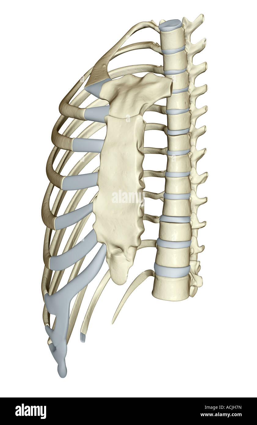 Processus xiphoïde Banque d'images détourées - Alamy