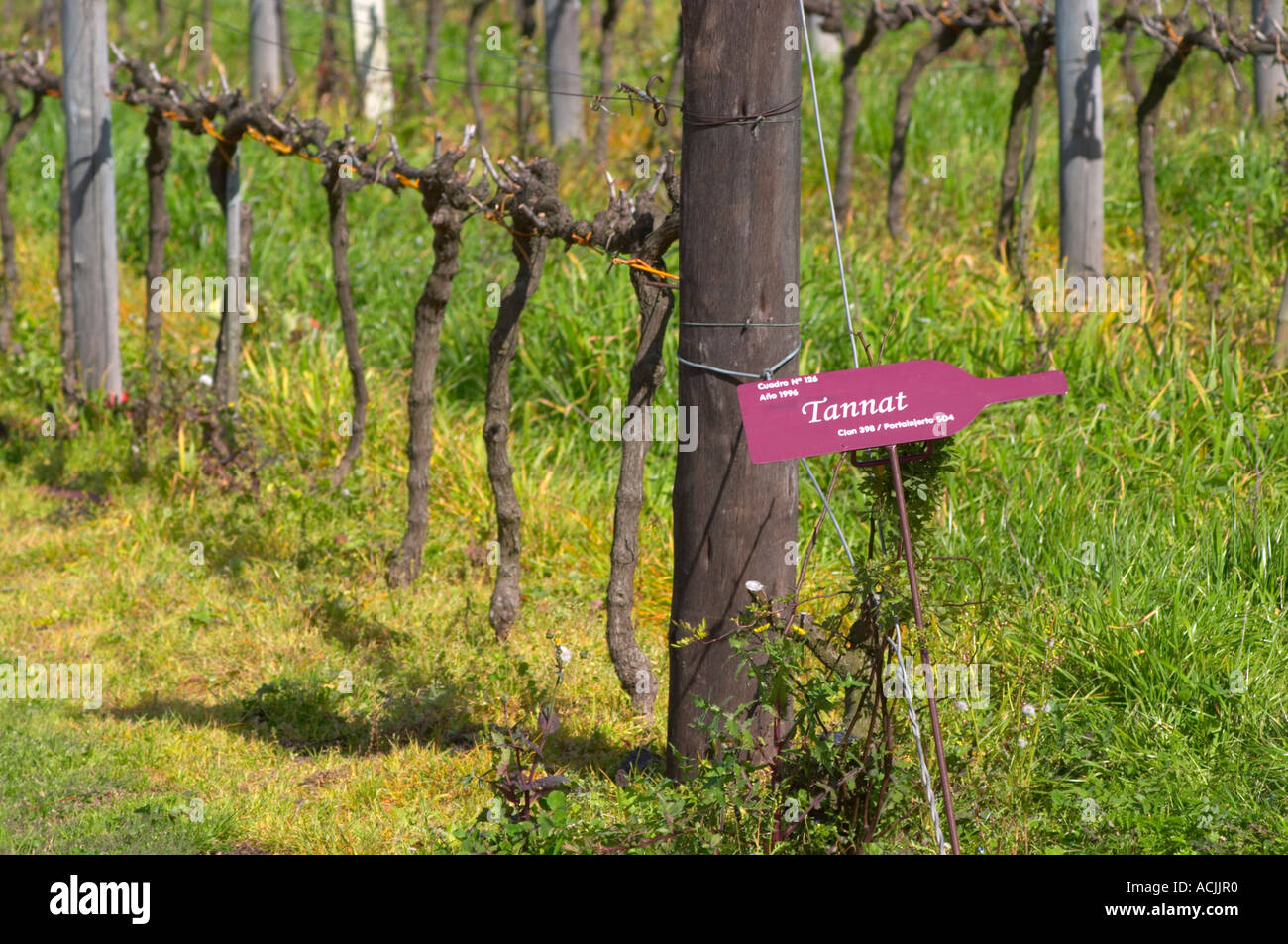 Dans le vignoble les vignes et un panneau disant clone Tannat 398 ...