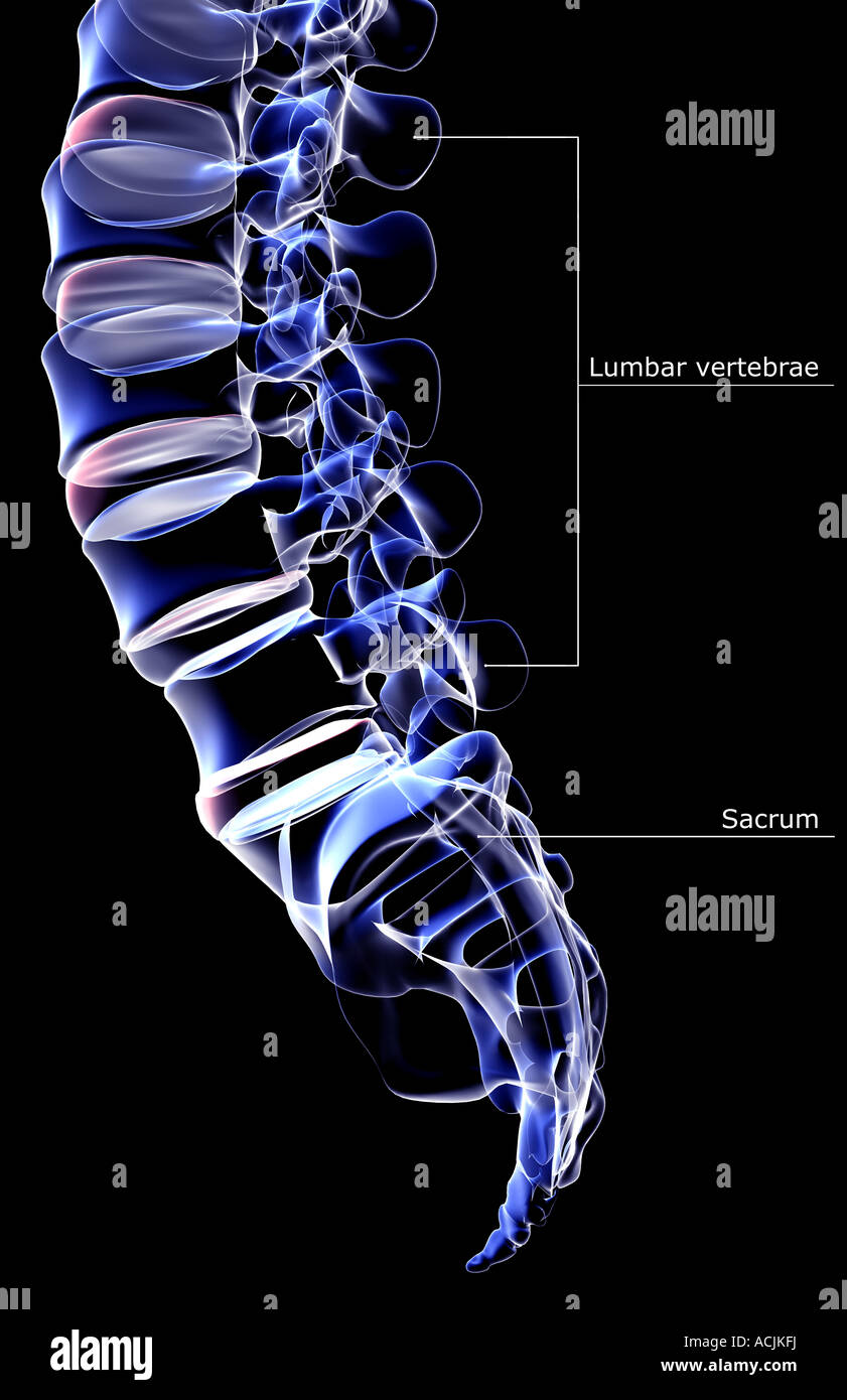 Radiographie de la colonne vertebrale Banque de photographies et d ...