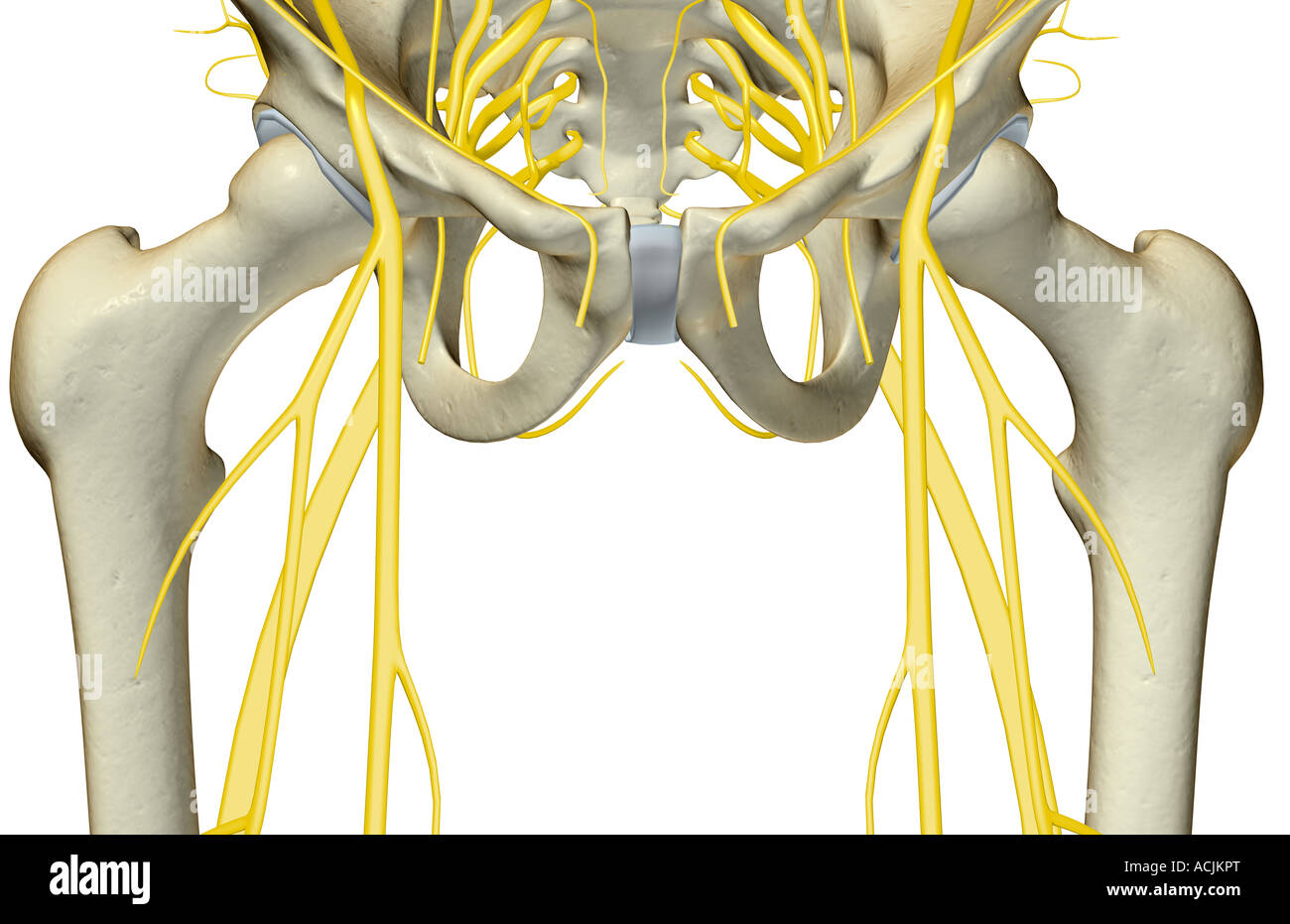 Nerves Pelvis Banque d'image et photos - Alamy