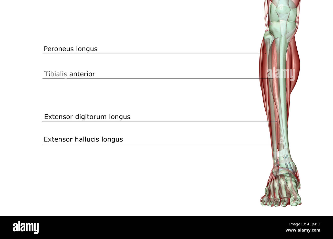 Peroneus Longus Banque d'images détourées - Alamy