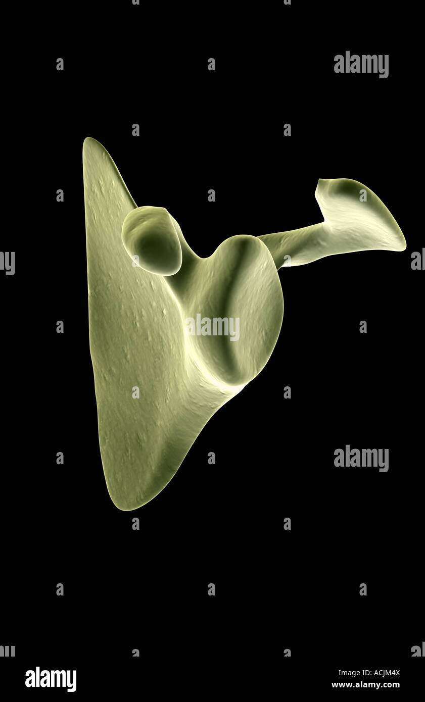Processus coracoïde Banque de photographies et d’images à haute ...