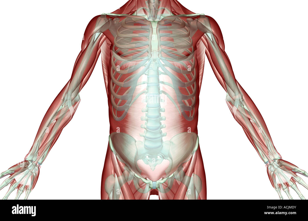 Le musculoskeleton du tronc Photo Stock - Alamy