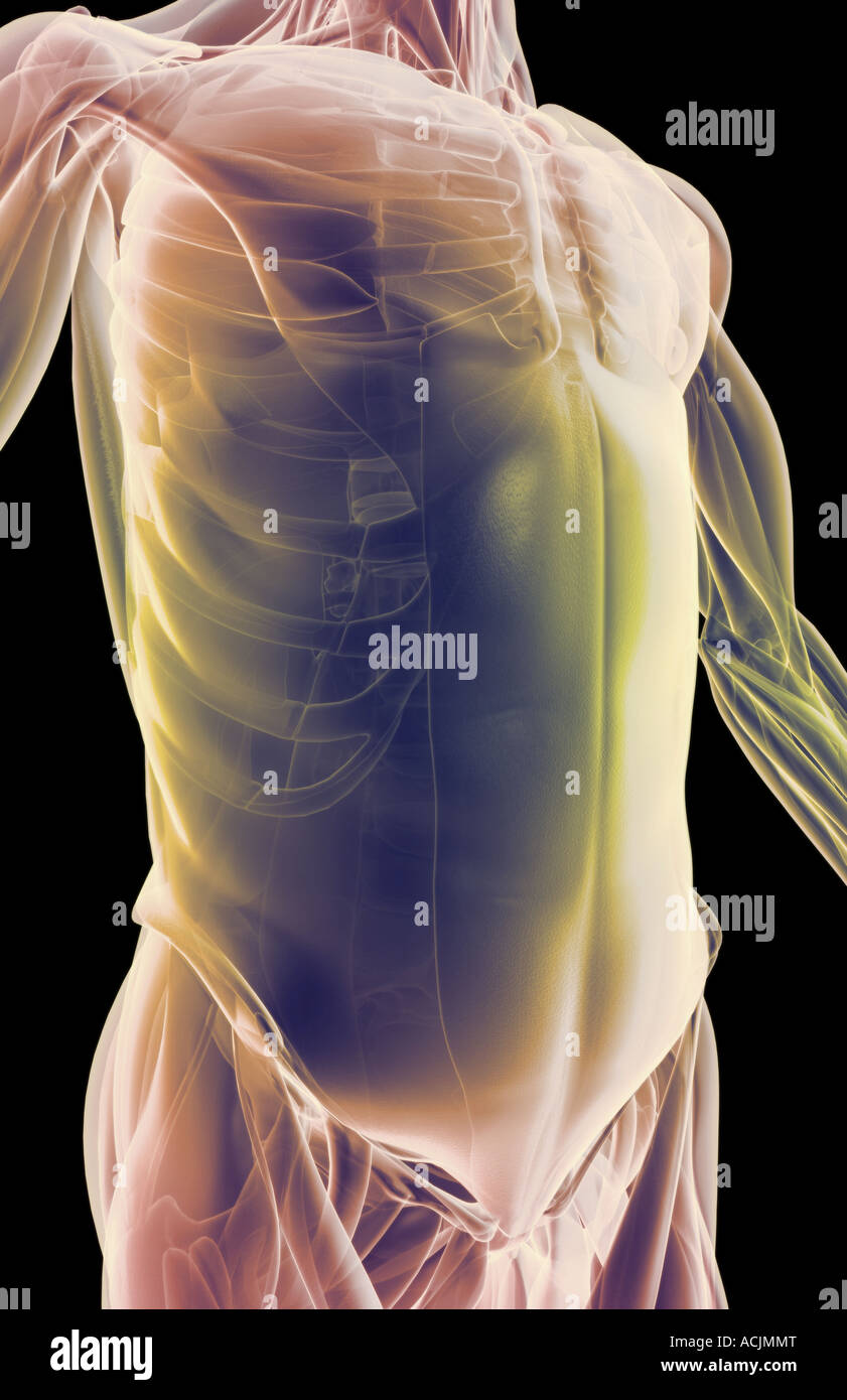 Anatomie du tronc Banque de photographies et d’images à haute ...