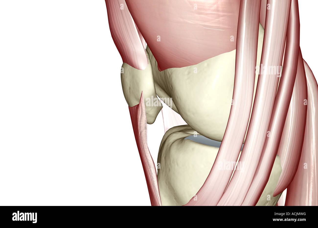 Muscles du genou humain Banque de photographies et d’images à haute ...