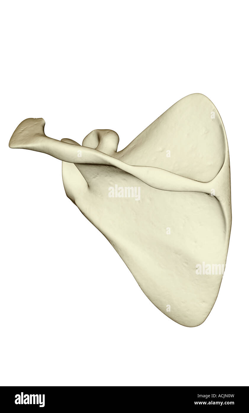 Anatomie de l'omoplate Banque d'images détourées - Alamy