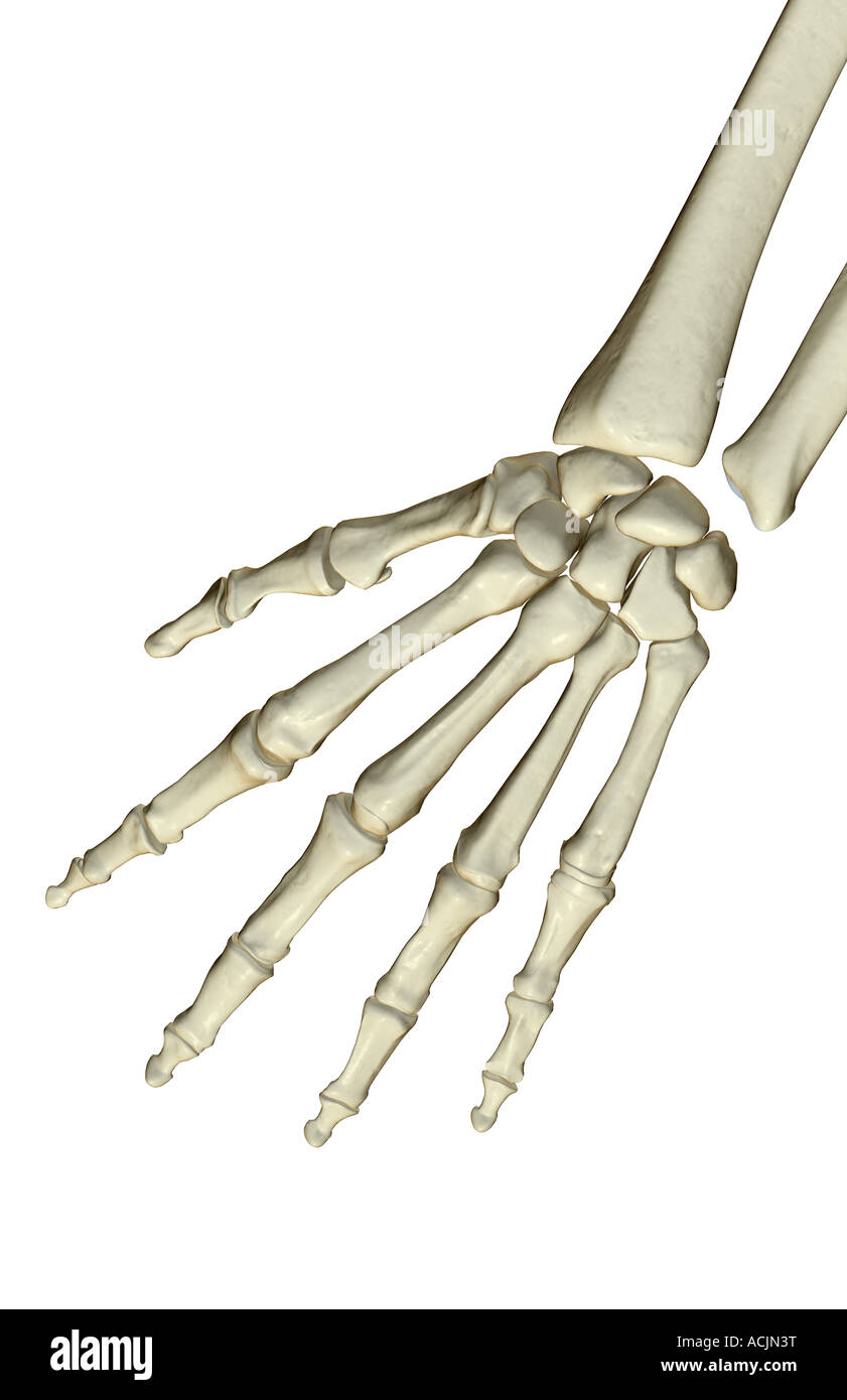 Os de la main Banque de photographies et d’images à haute résolution ...
