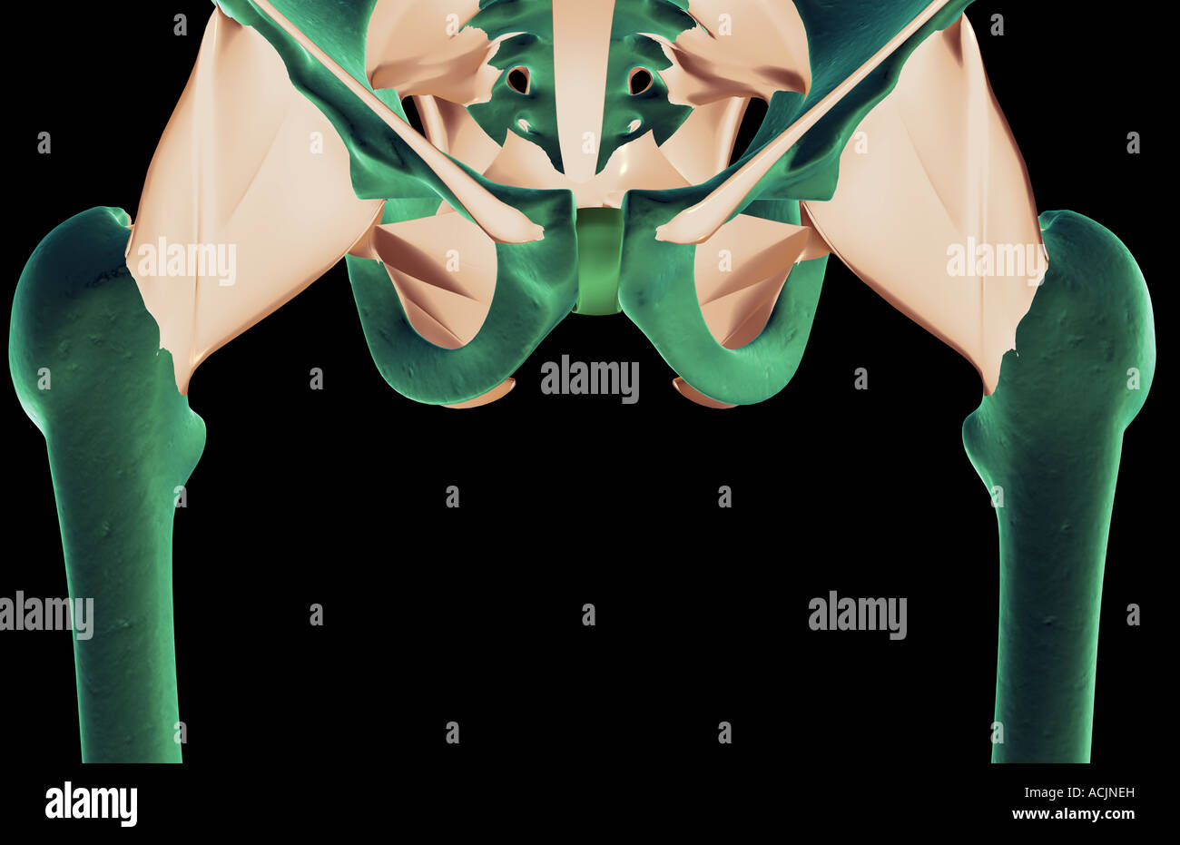 Ligaments du bassin humain Banque de photographies et d’images à haute ...