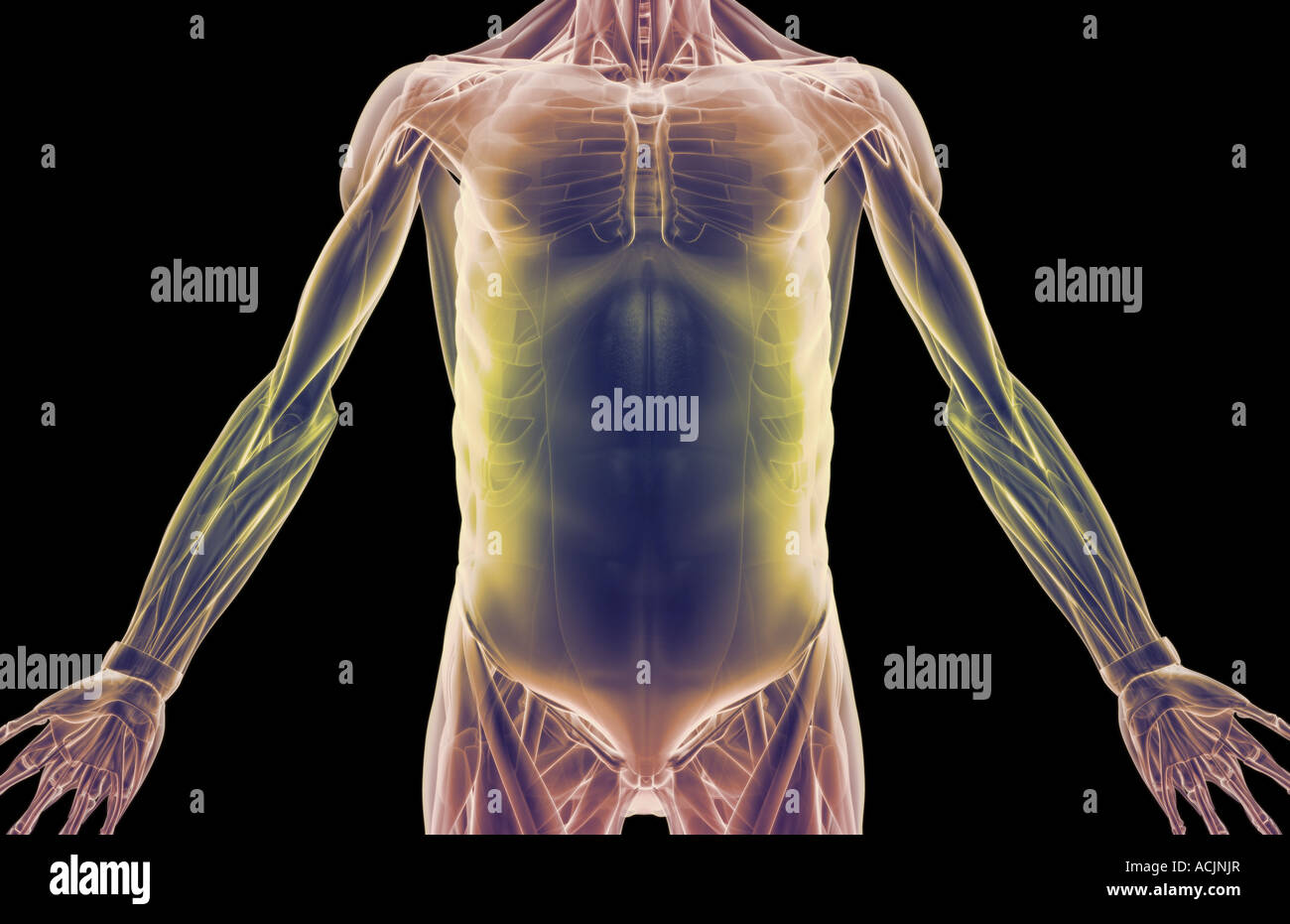 Muscles of the thorax Banque de photographies et d’images à haute ...
