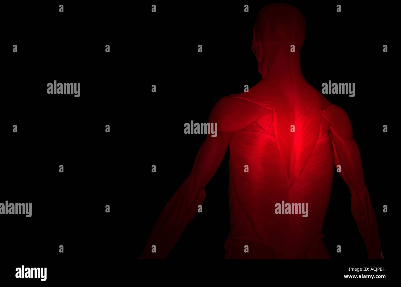 Musculos del tronco Banque de photographies et d’images à haute ...