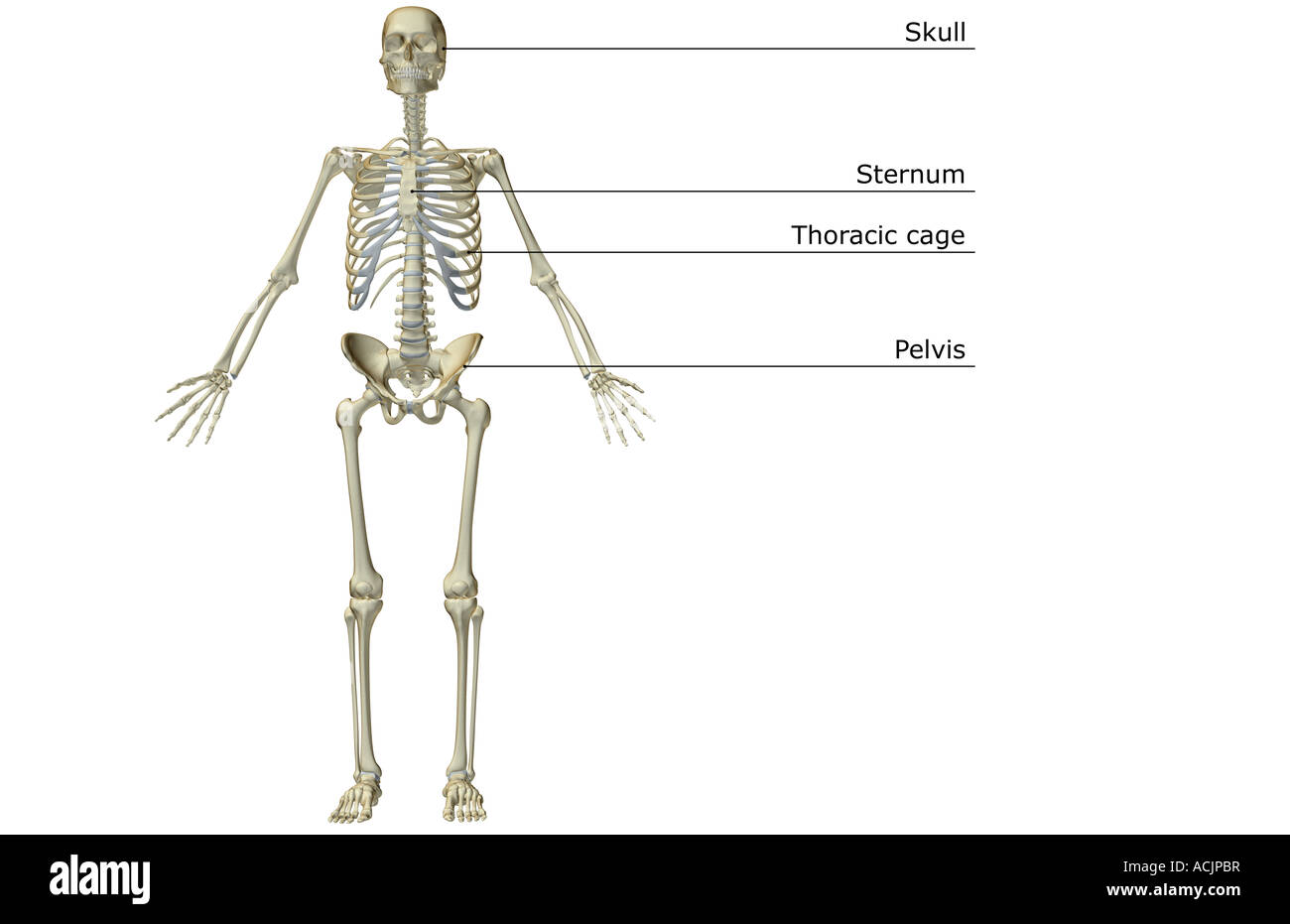 Le système squelettique Banque d'images détourées - Alamy