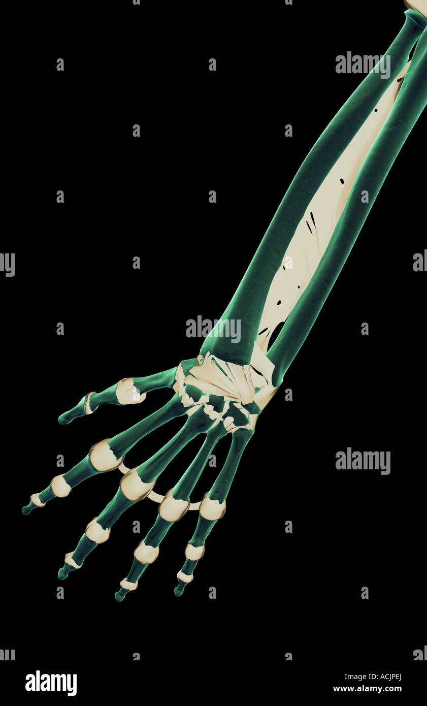 Transverse metacarpal ligaments Banque de photographies et d’images à ...