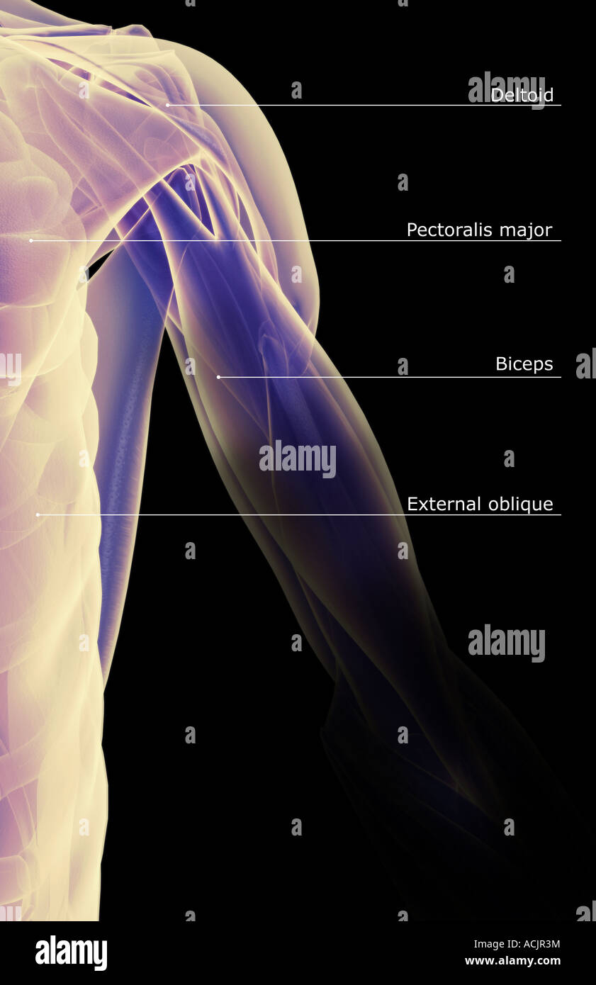 Les Muscles Du Bras Humain Banque d'image et photos - Alamy